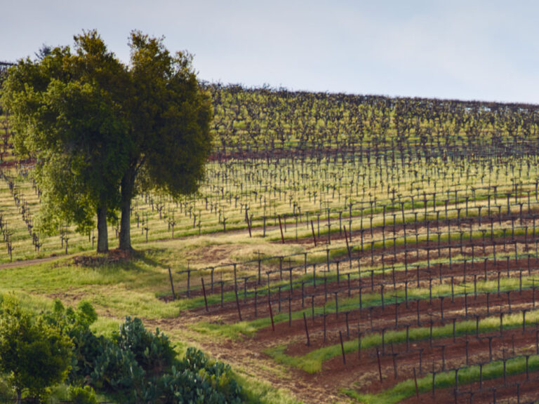 Finest Wine Tasting Experience | Napa Valley, CA | Louis M. Martini